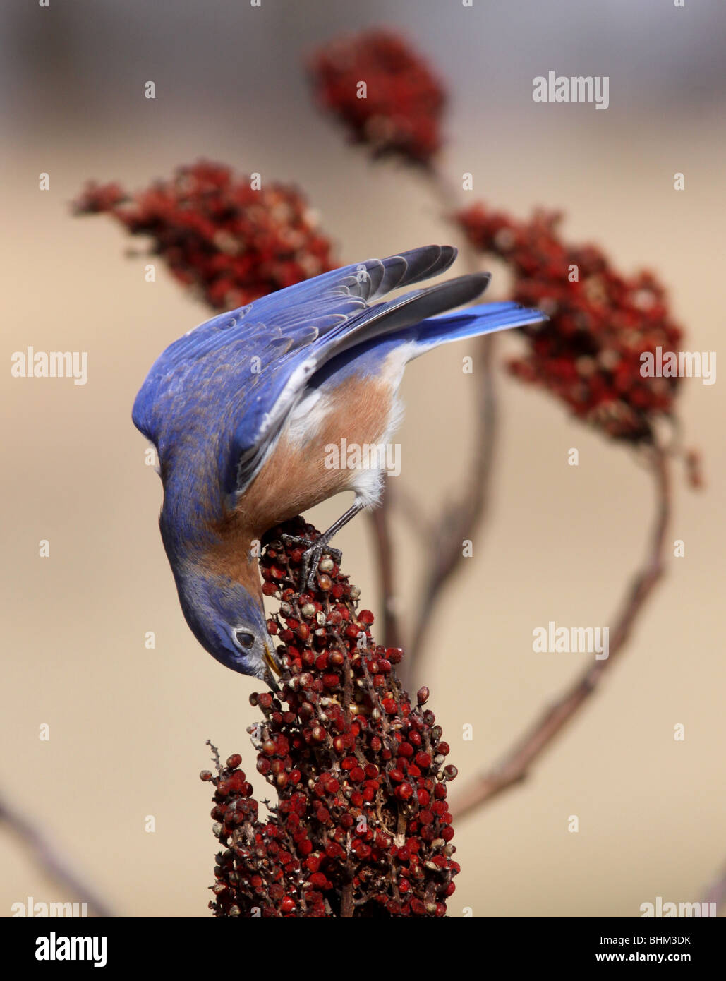 Male Eastern Bluebird smooth sumac berry Kentucky Stock Photo - Alamy