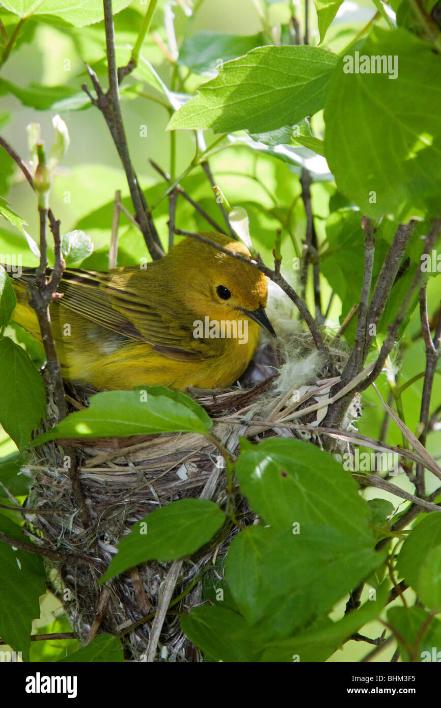 Warbler nest hi-res stock photography and images - Alamy
