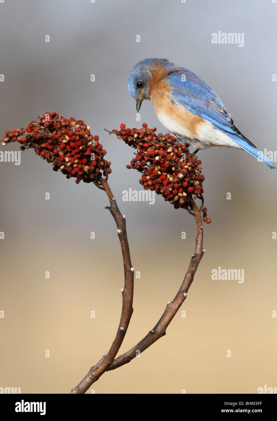 Male Eastern Bluebird smooth sumac berry Kentucky Stock Photo - Alamy