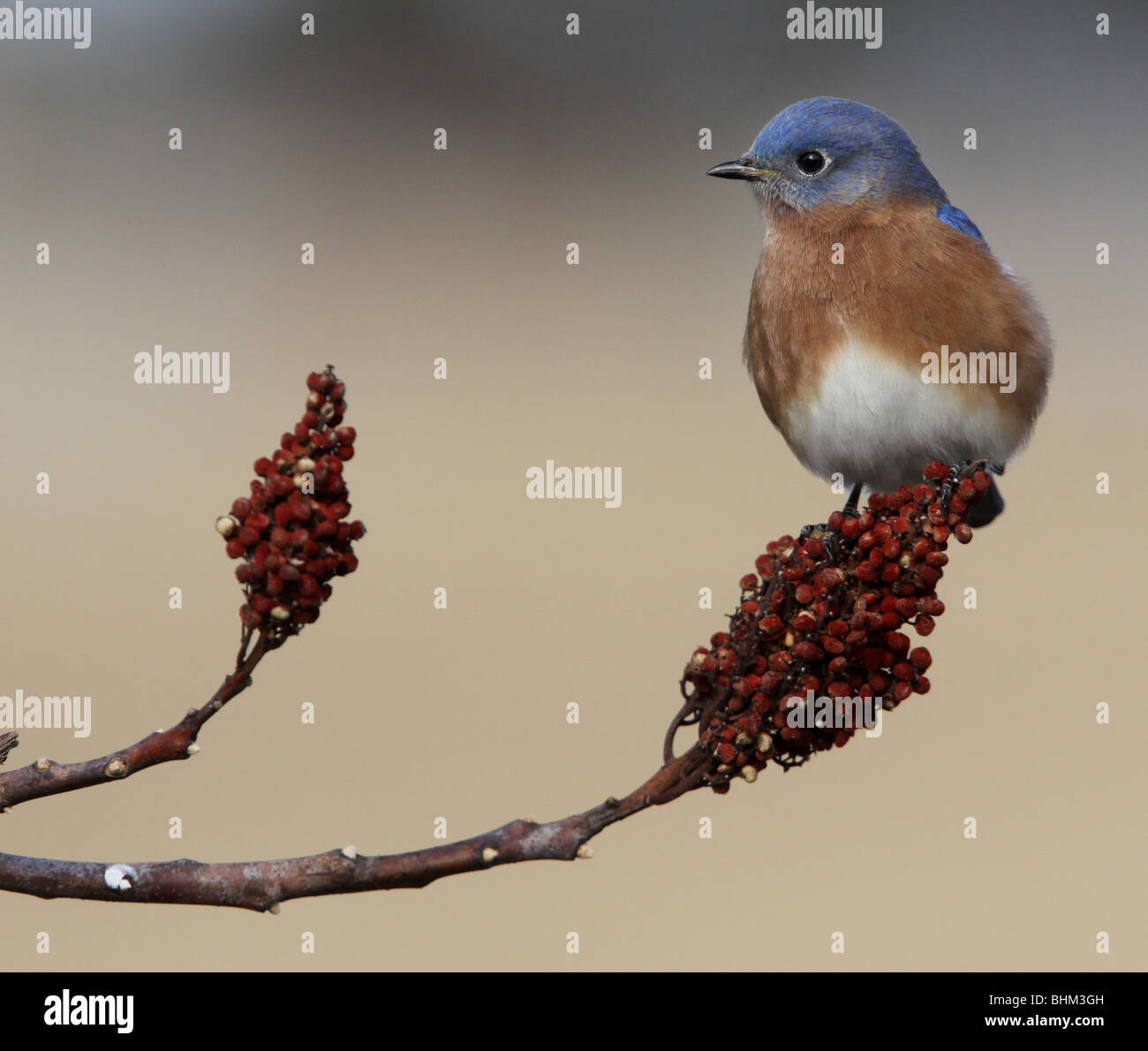 Eastern Bluebird smooth sumac berry Kentucky Stock Photo - Alamy