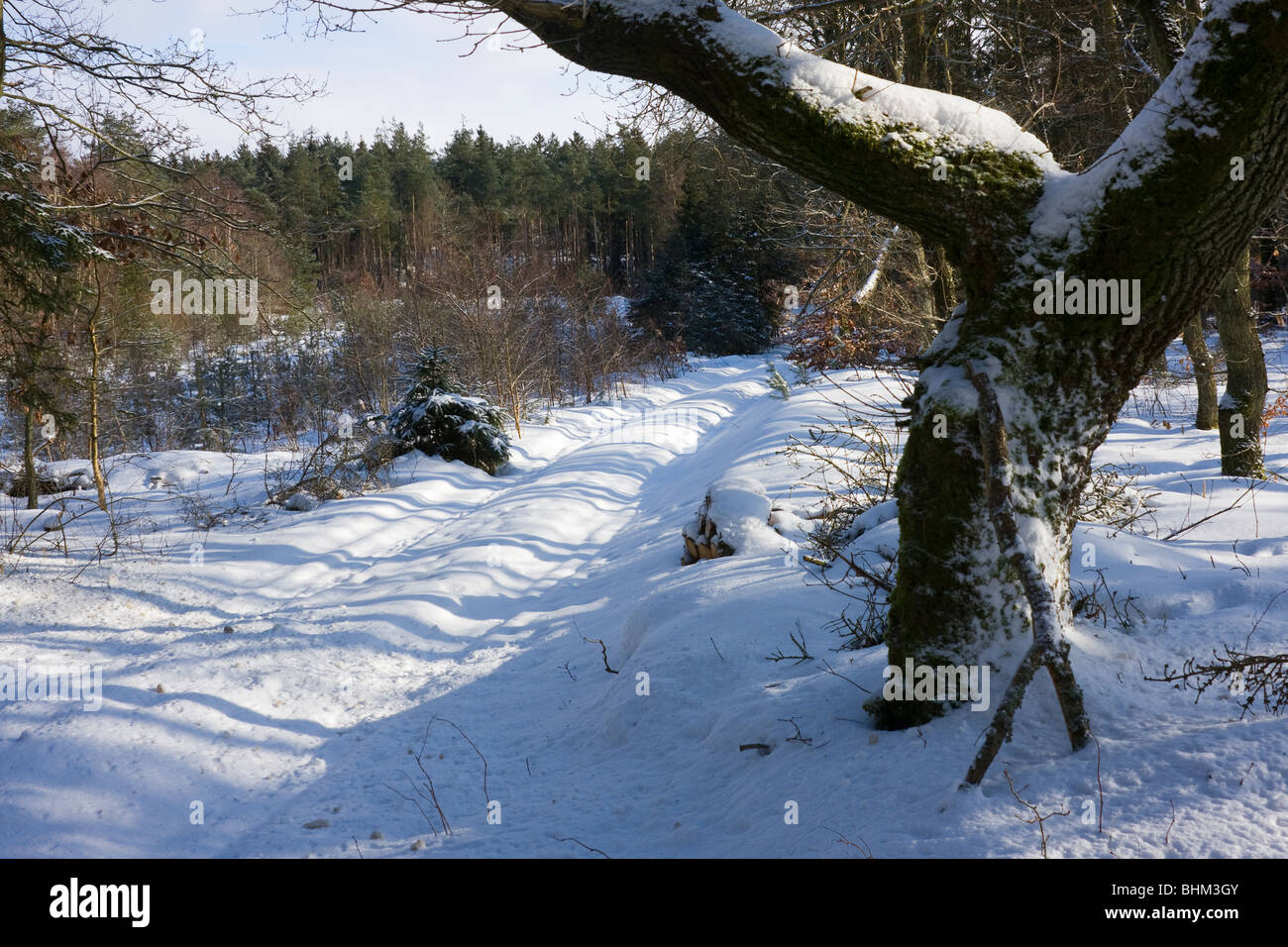 Road through forrest Stock Photo - Alamy