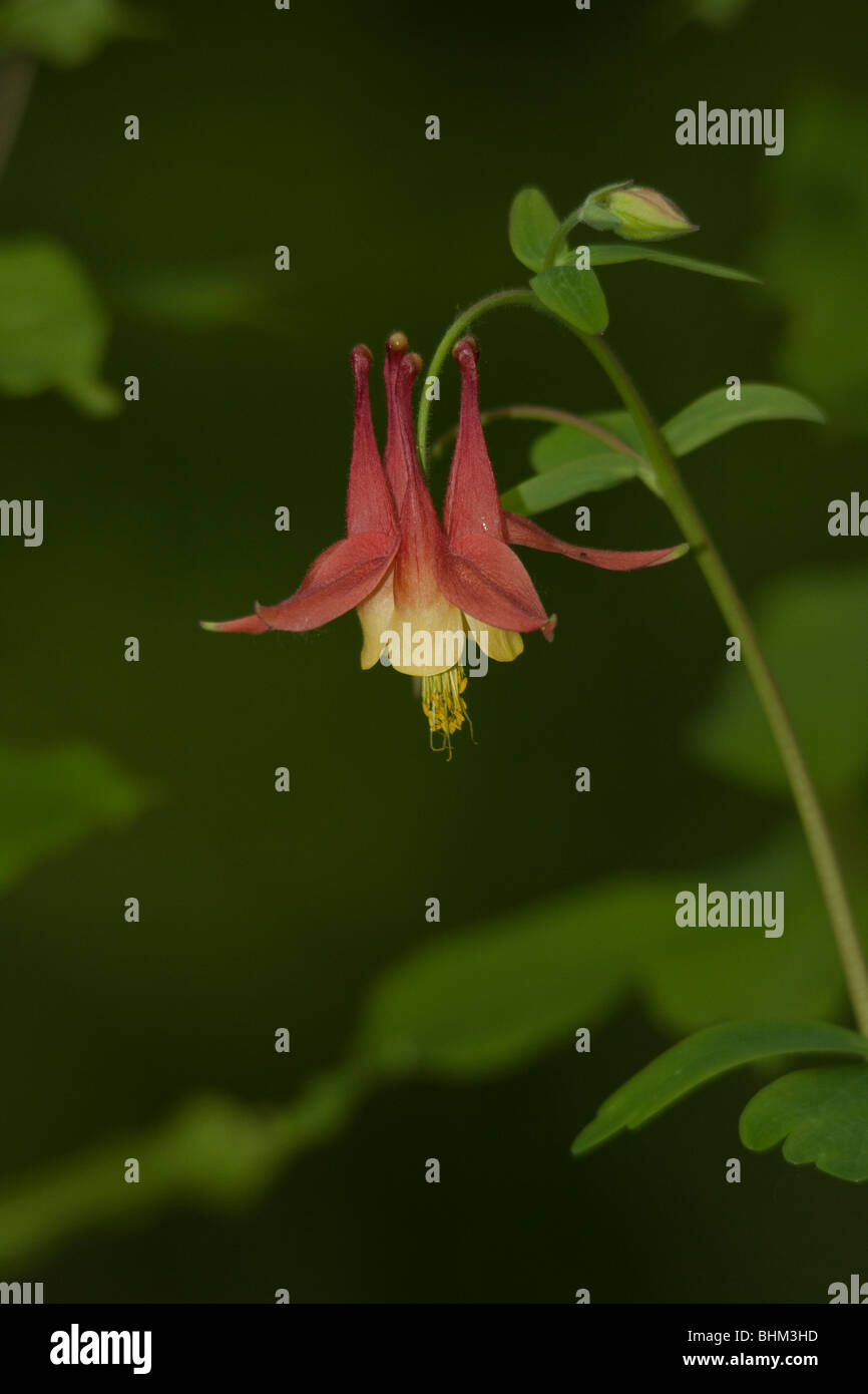 Columbine native plant hi-res stock photography and images - Alamy