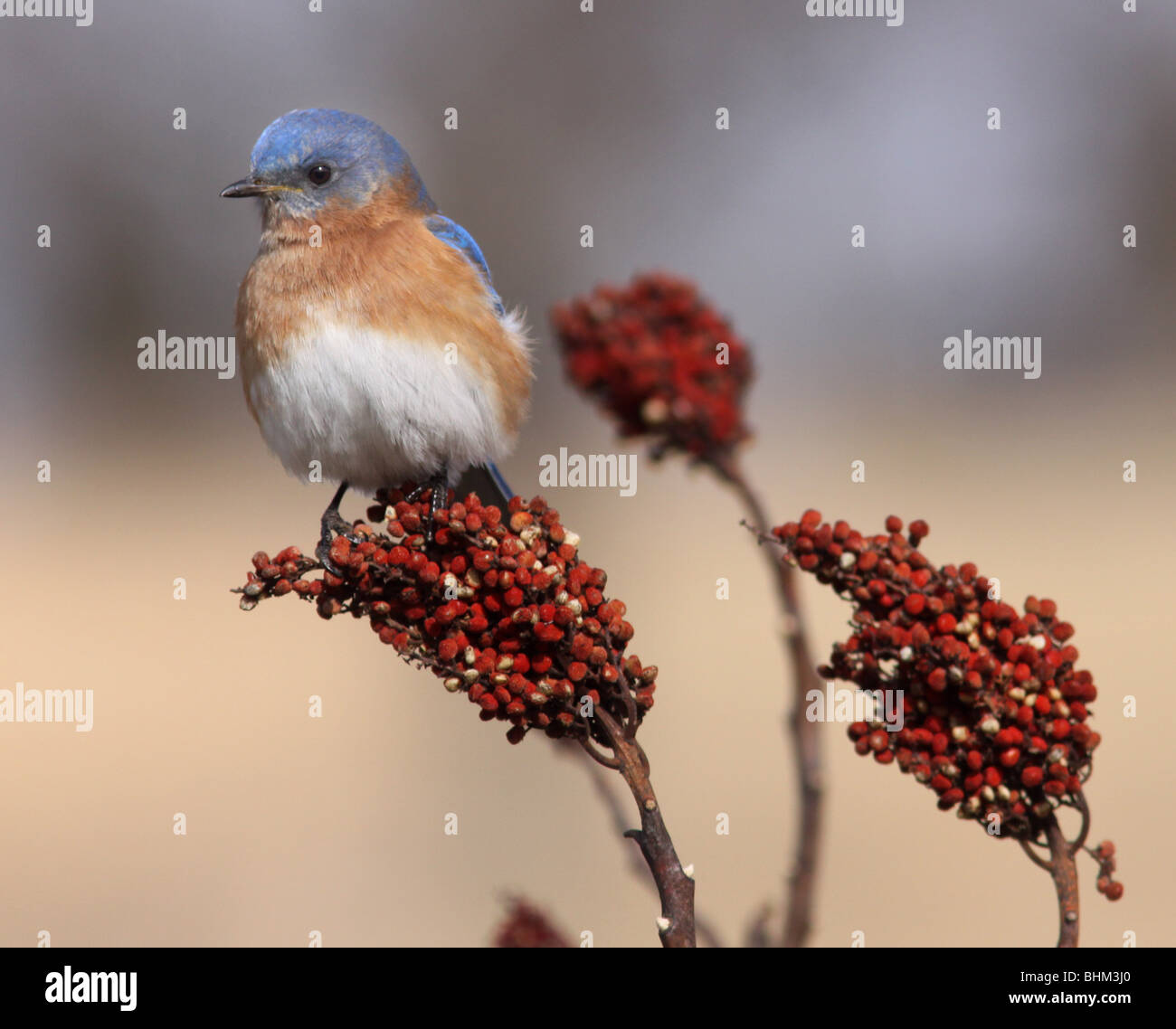 Male Eastern Bluebird smooth sumac berry Kentucky Stock Photo - Alamy