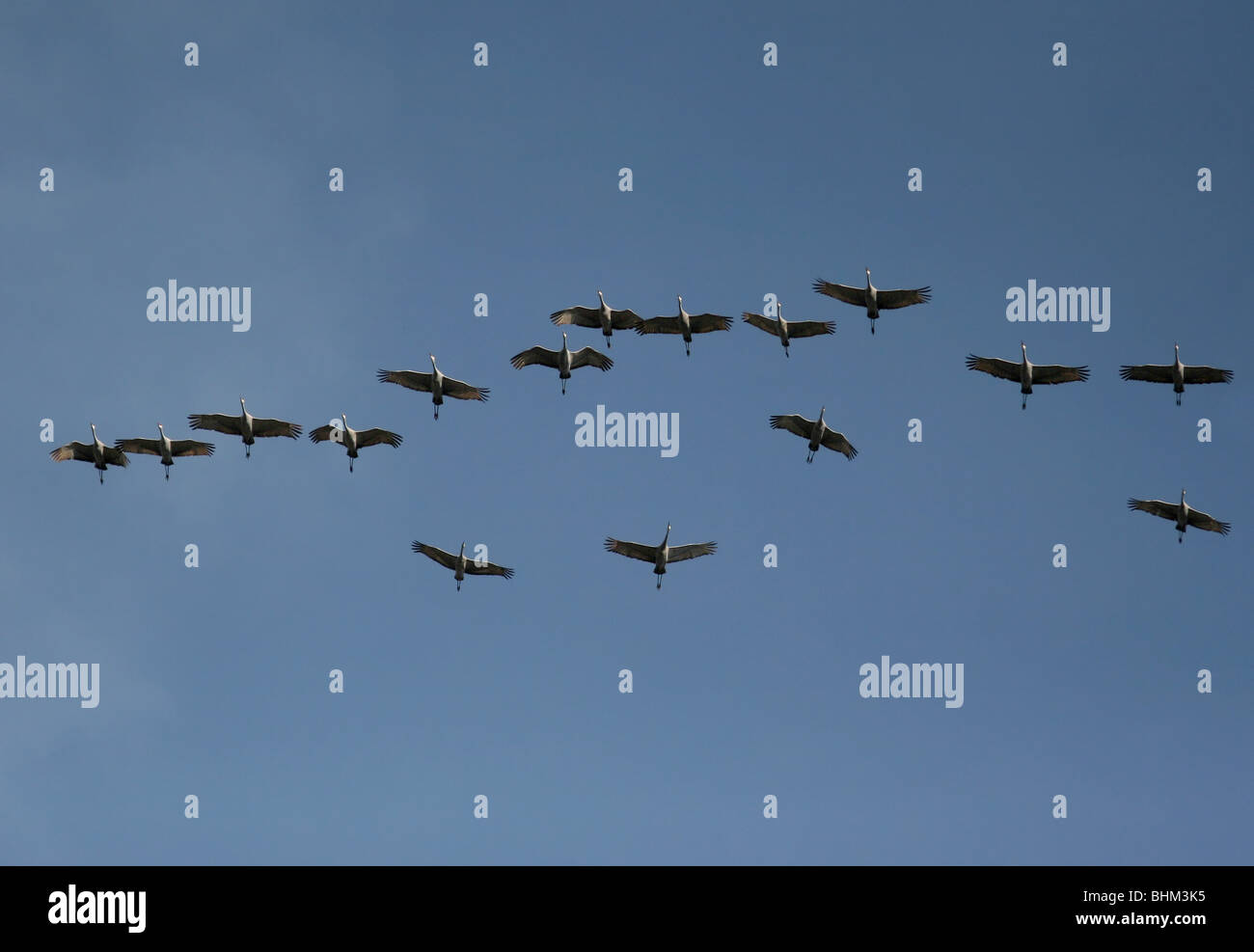 Sandhill crane flock flying Indiana Stock Photo - Alamy