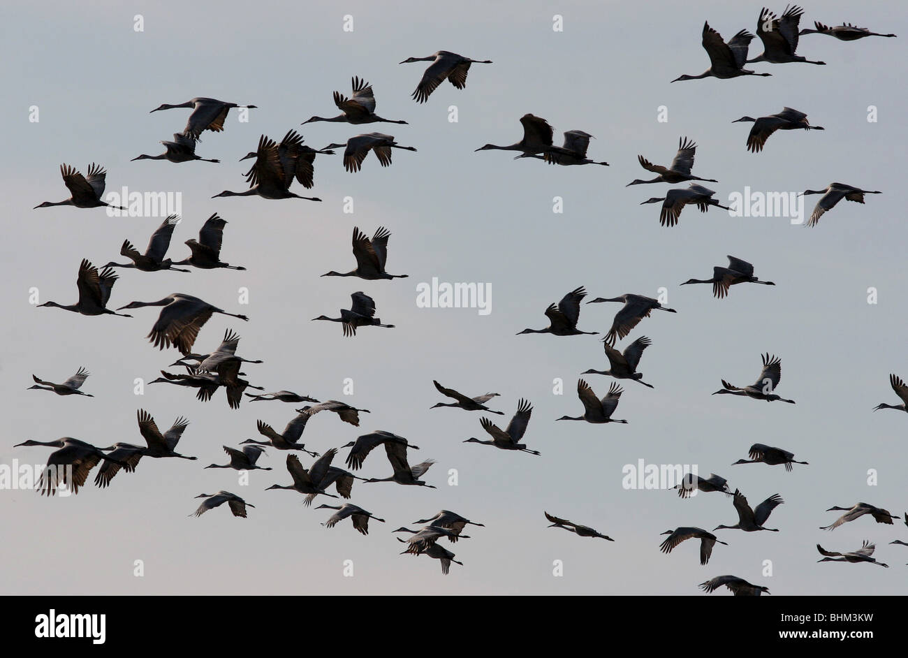 Sandhill crane flock flying Indiana Stock Photo - Alamy