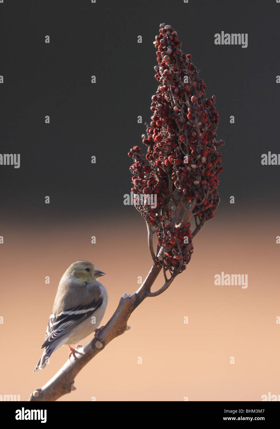 winter american goldfinch smooth sumac berry Kentucky Stock Photo - Alamy