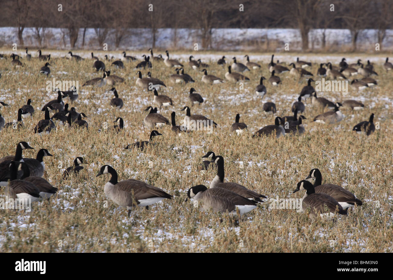 Goose field hi-res stock photography and images - Alamy