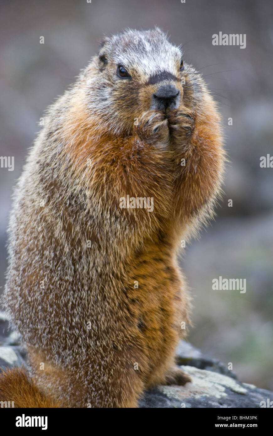 Yellow-Bellied Marmot in Yellowstone National Park Stock Photo - Alamy