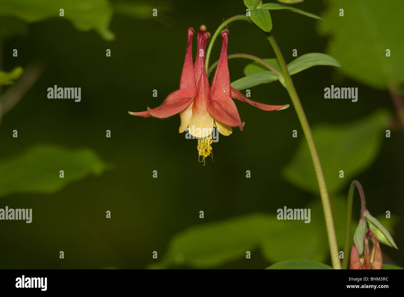 Wild columbine hi-res stock photography and images - Alamy