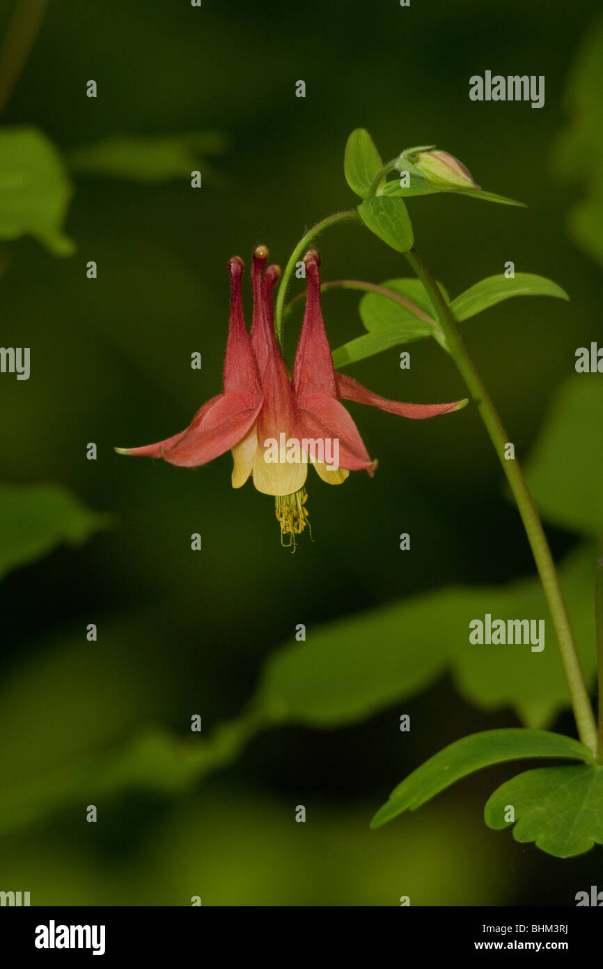 Wild columbine hi-res stock photography and images - Alamy