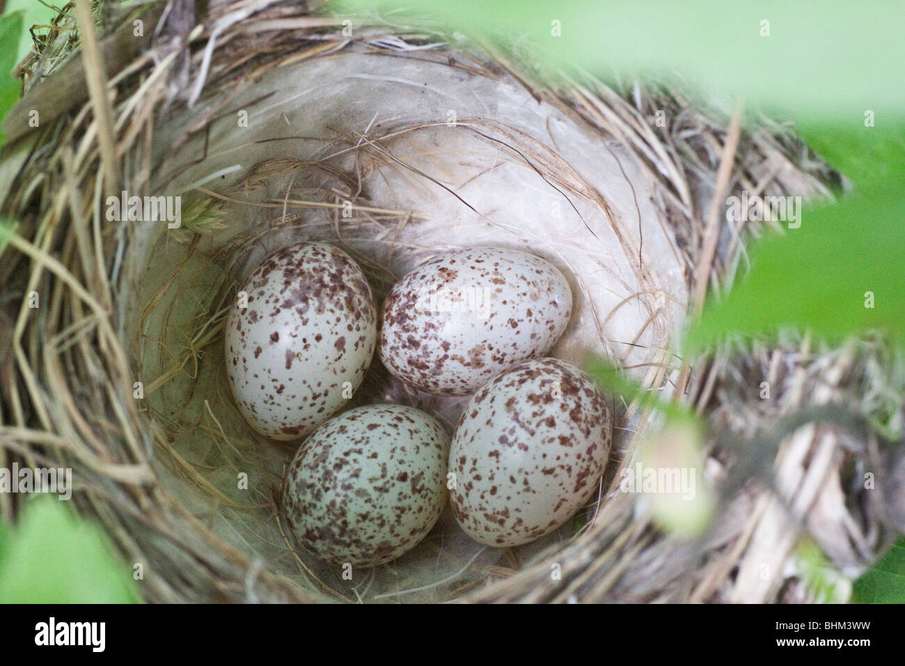 Yellow Warbler Nest