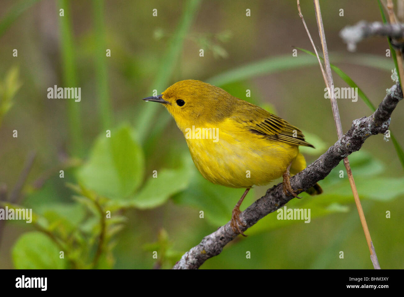 Warbler nest hi-res stock photography and images - Alamy