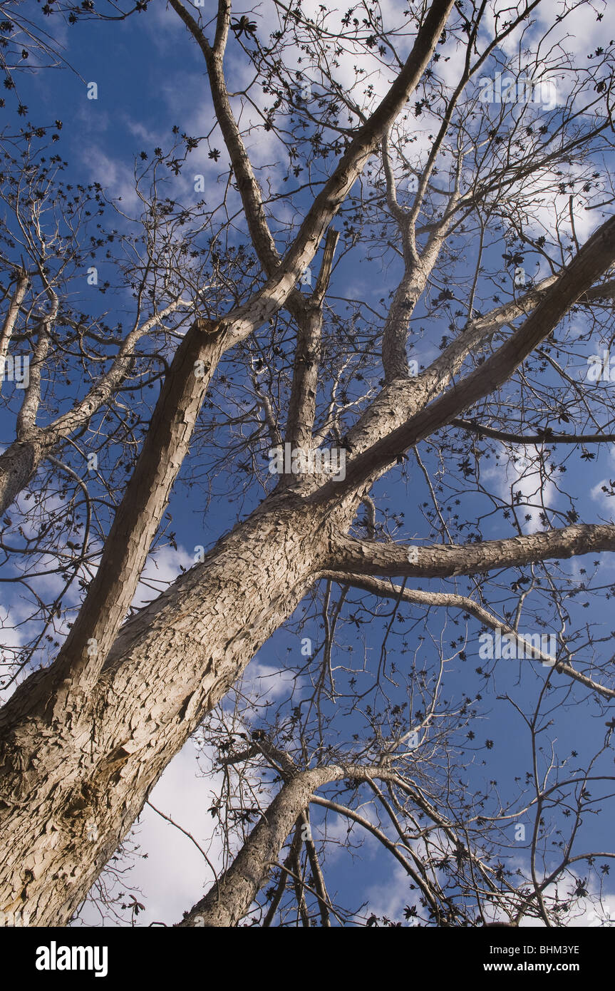 Tall pecan tree hi-res stock photography and images - Alamy