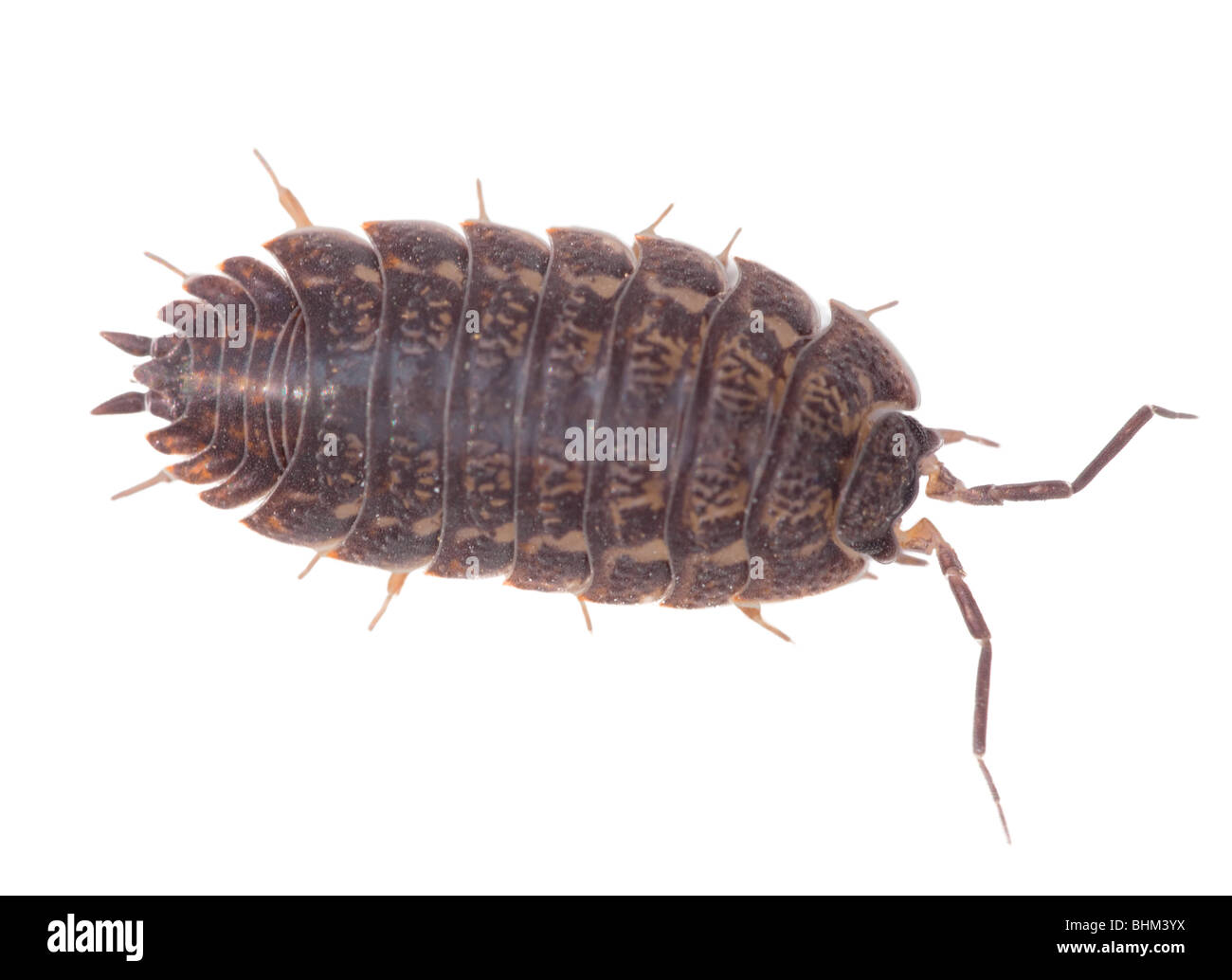Big brown wood louse is isolated on a white background Stock Photo - Alamy