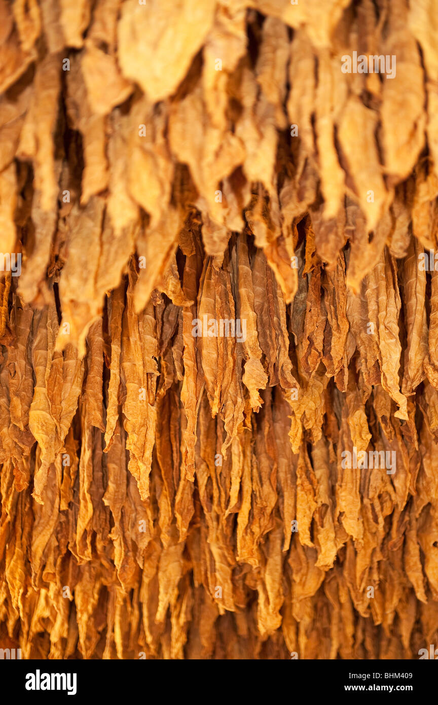 Tobacco barns hi-res stock photography and images - Alamy