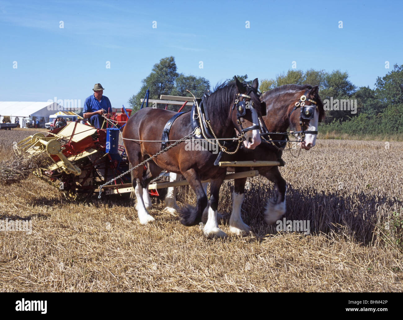 Harvesting 1930s hi-res stock photography and images - Alamy