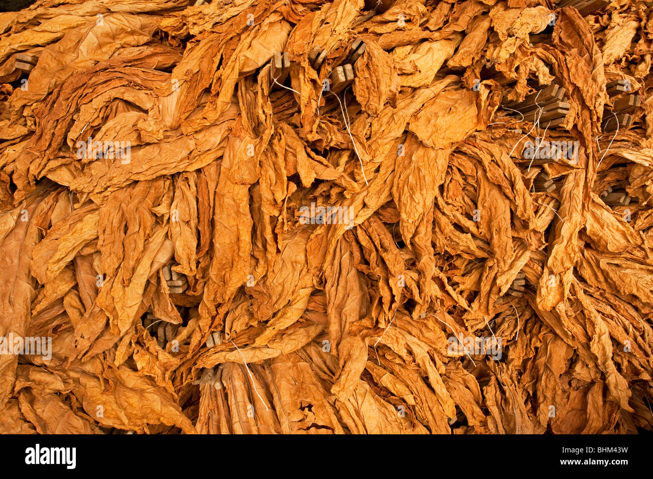 Tobacco leaves drying Stock Photo - Alamy