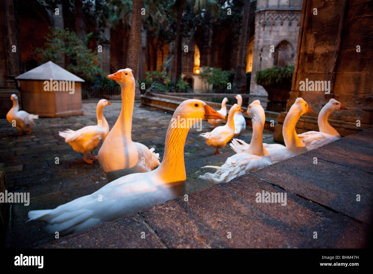 Sacred geese hi-res stock photography and images - Alamy