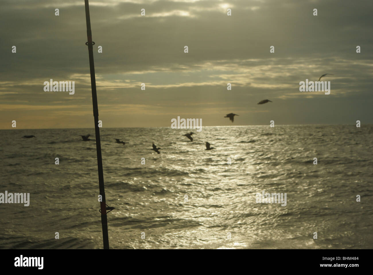 Pelicans fishing hi-res stock photography and images - Alamy