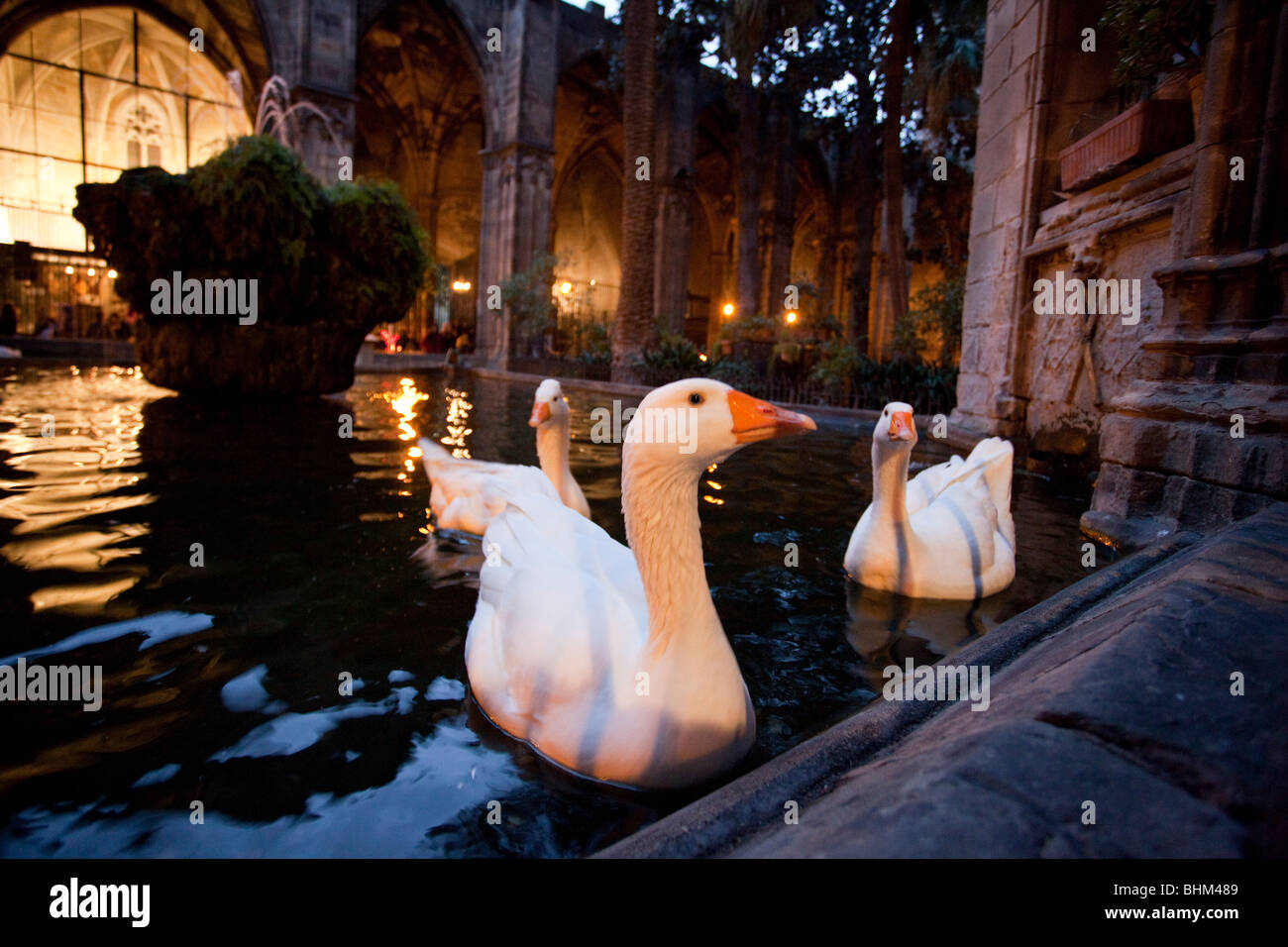 Sacred geese hi-res stock photography and images - Alamy