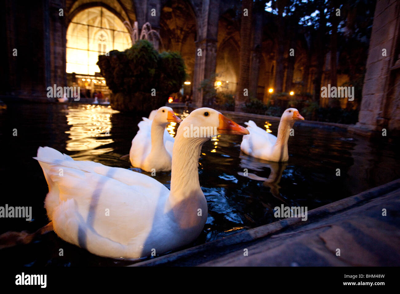 The barcelona geese hi-res stock photography and images - Alamy