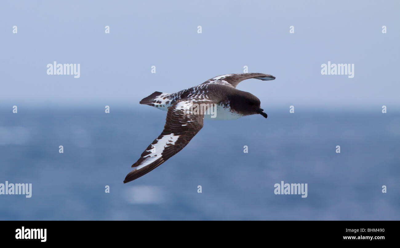 Petrel in flight hi-res stock photography and images - Alamy