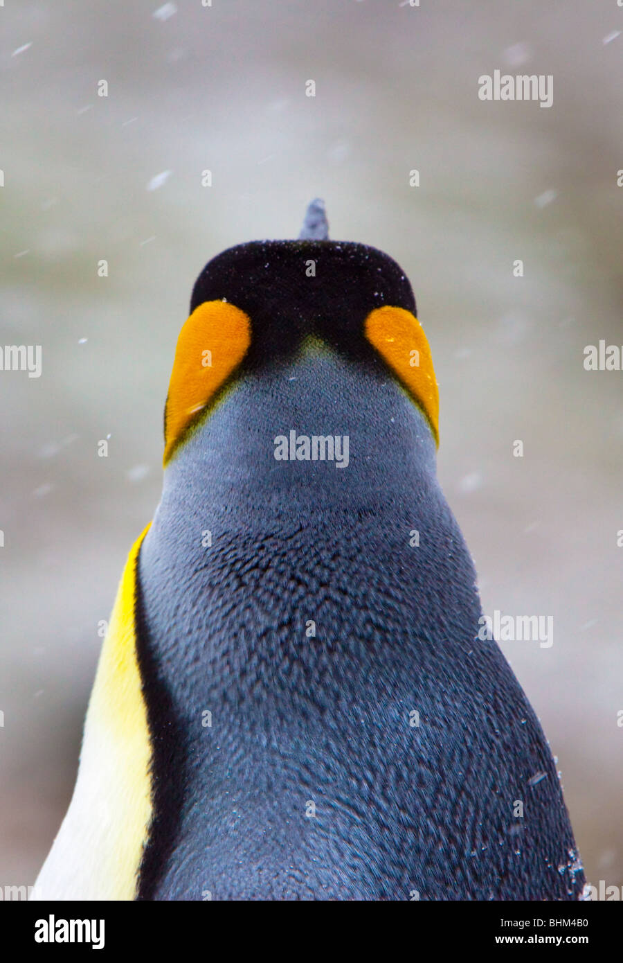 King penguin head hi-res stock photography and images - Alamy
