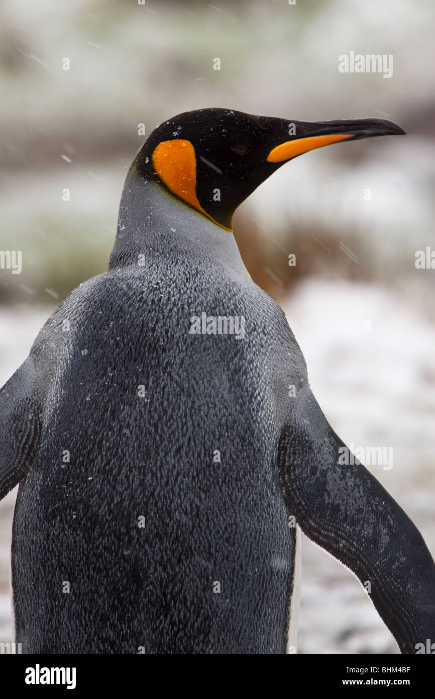 King penguin from behind Stock Photo - Alamy