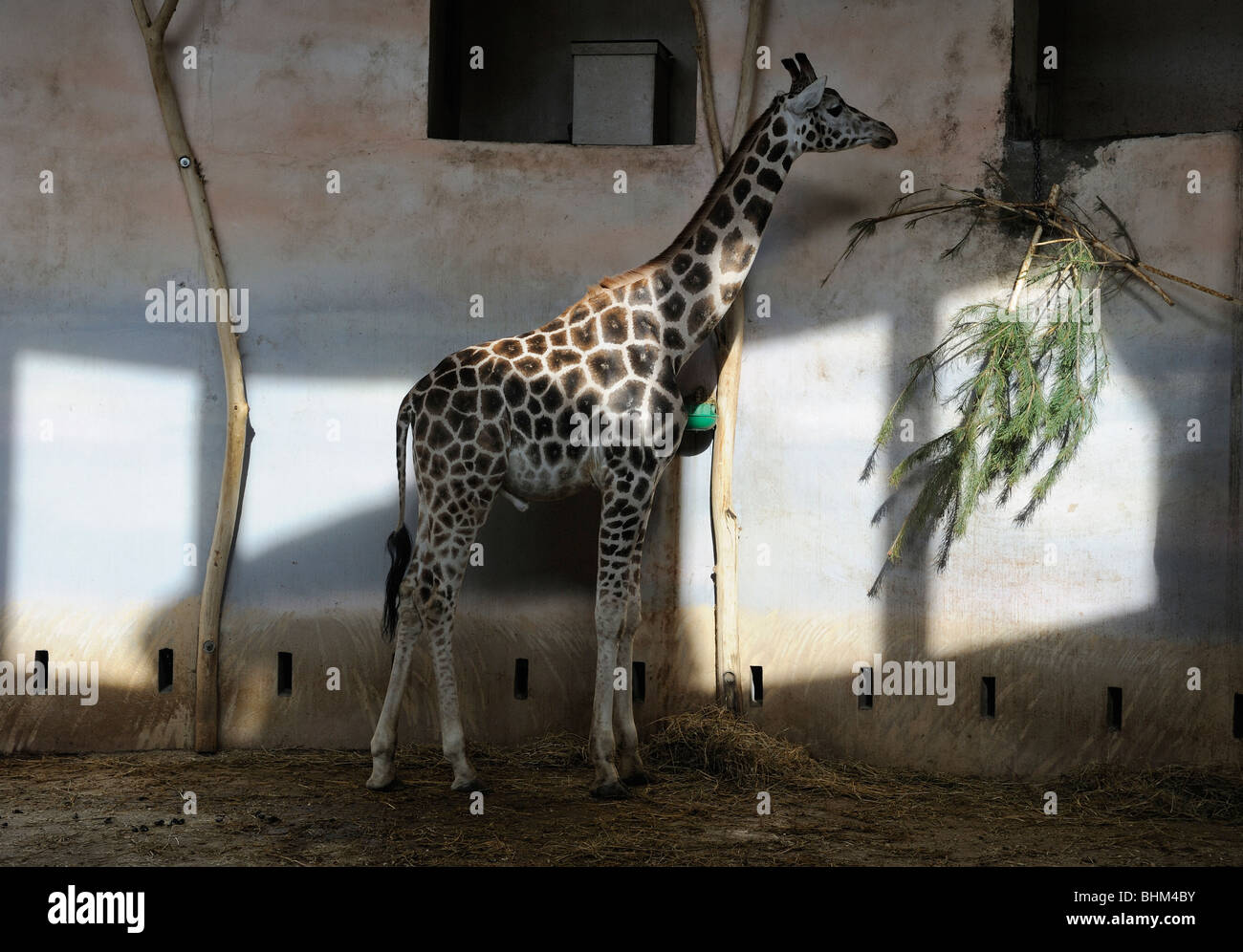 Zoo troja captive animal animals hi-res stock photography and images ...