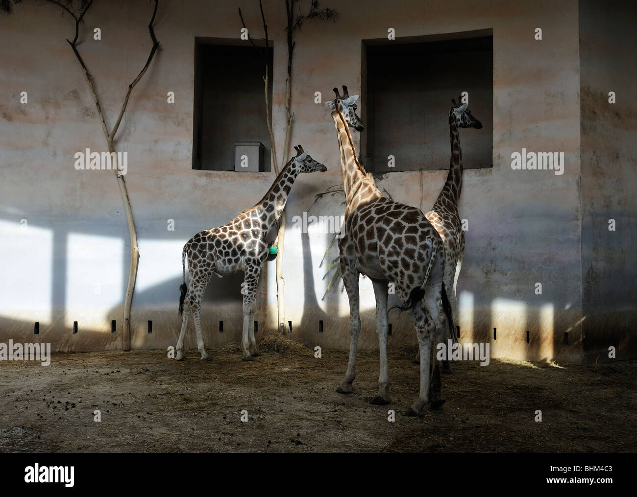 African zoo hi-res stock photography and images - Alamy
