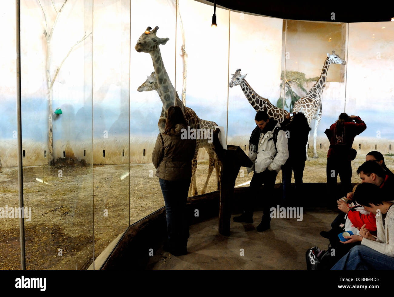 Giraffes in African house Zoo Troja Prague Czech Republic Stock Photo ...
