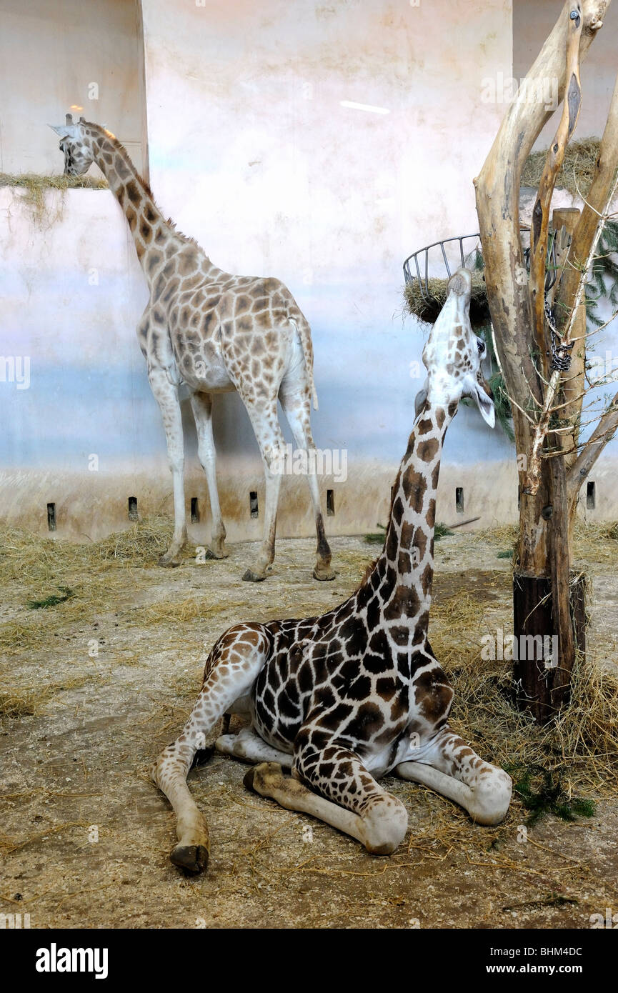 Giraffes in African house Zoo Troja Prague Czech Republic Stock Photo ...