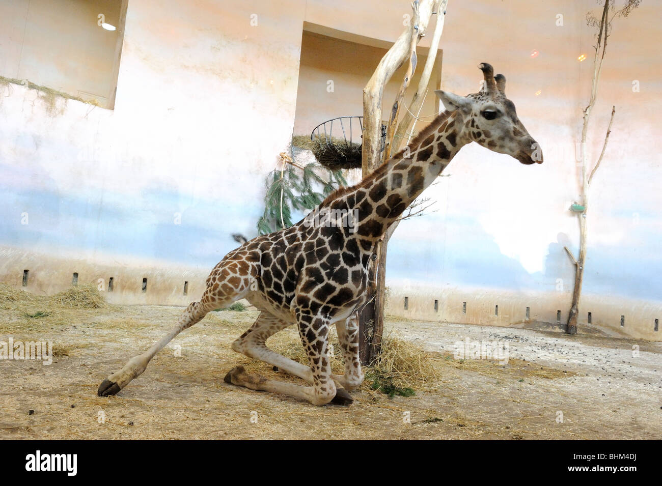 Giraffes in African house Zoo Troja Prague Czech Republic Stock Photo ...
