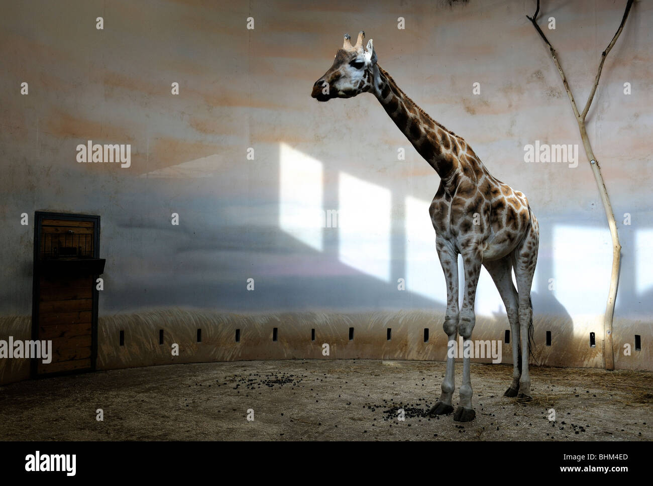 Giraffes in African house Zoo Troja Prague Czech Republic Stock Photo ...