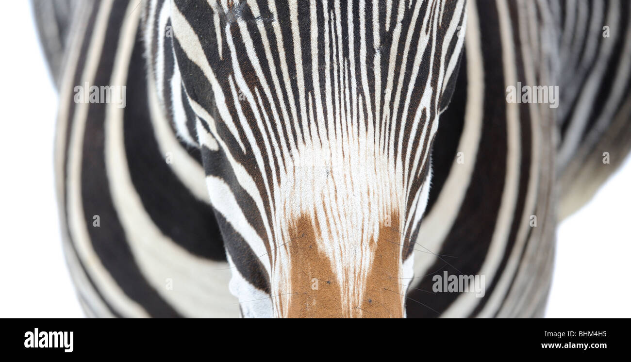 Zebra Cut Out High Resolution Stock Photography and Images - Alamy