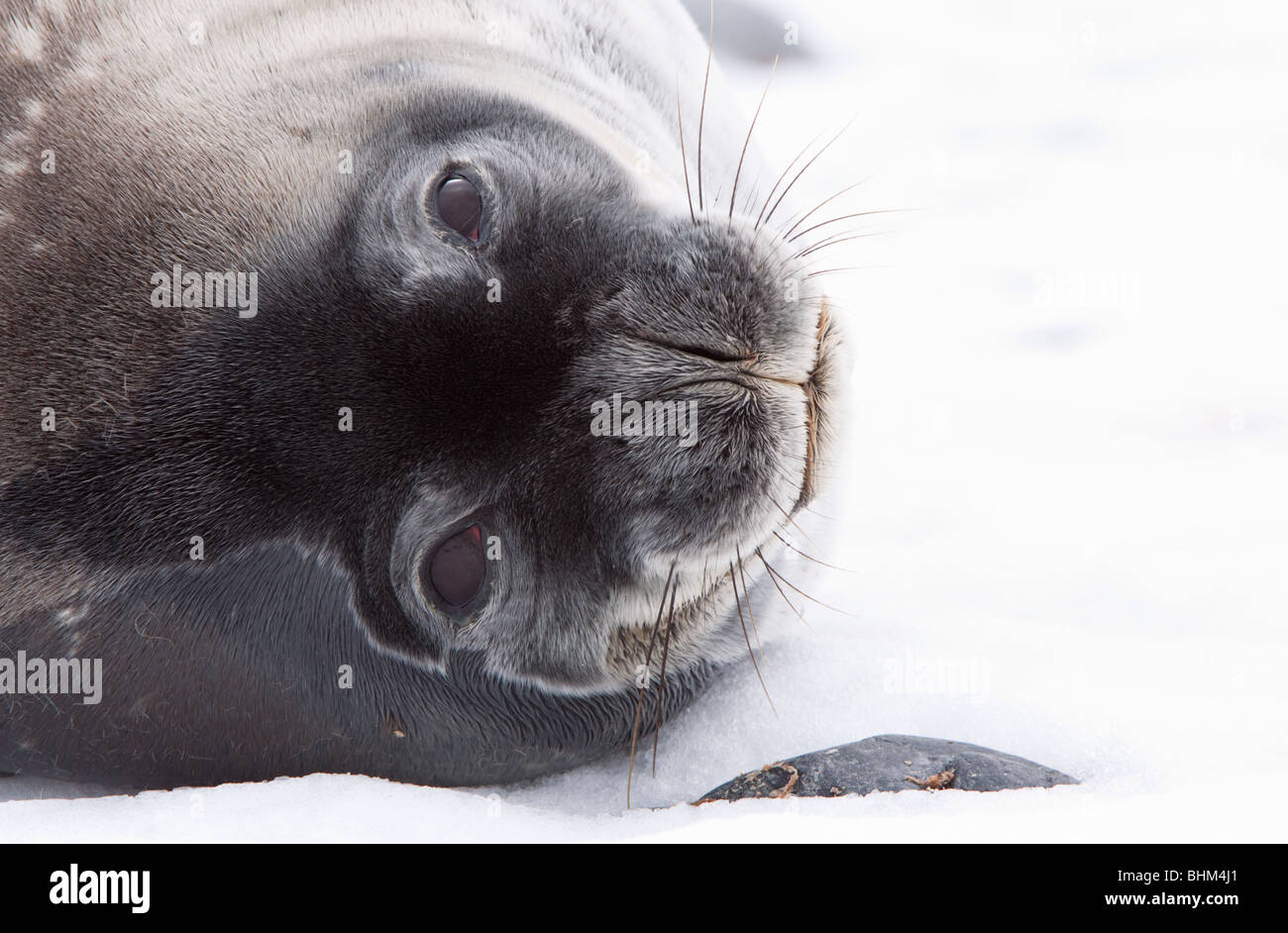 Female Weddel Seal Stock Photo - Alamy