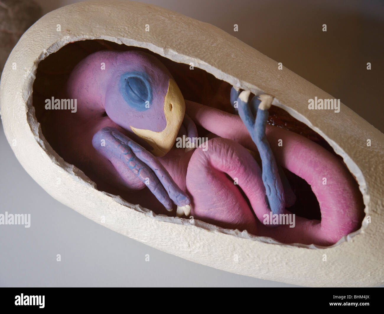 Cutaway dinosaur oviraptor egg model with embryo inside Museum Boxtel ...
