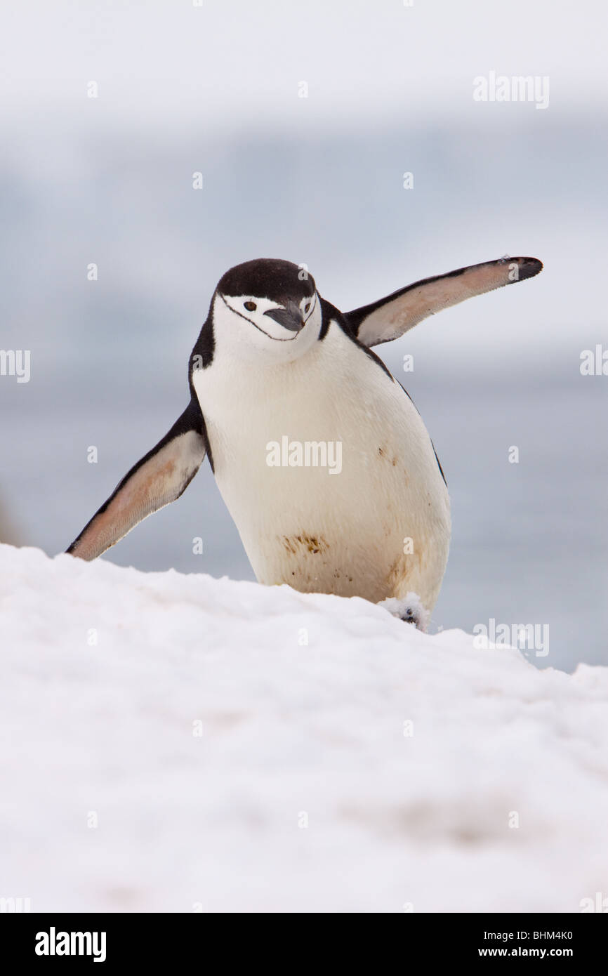 Penguin slide hi-res stock photography and images - Alamy