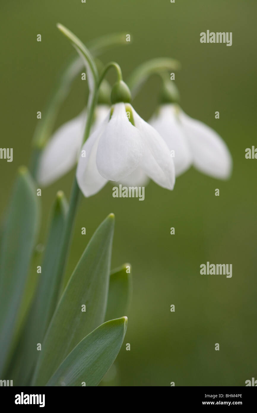 A Galanthus flower or "Snow Drop" an early spring bloom in Oregon, USA ...