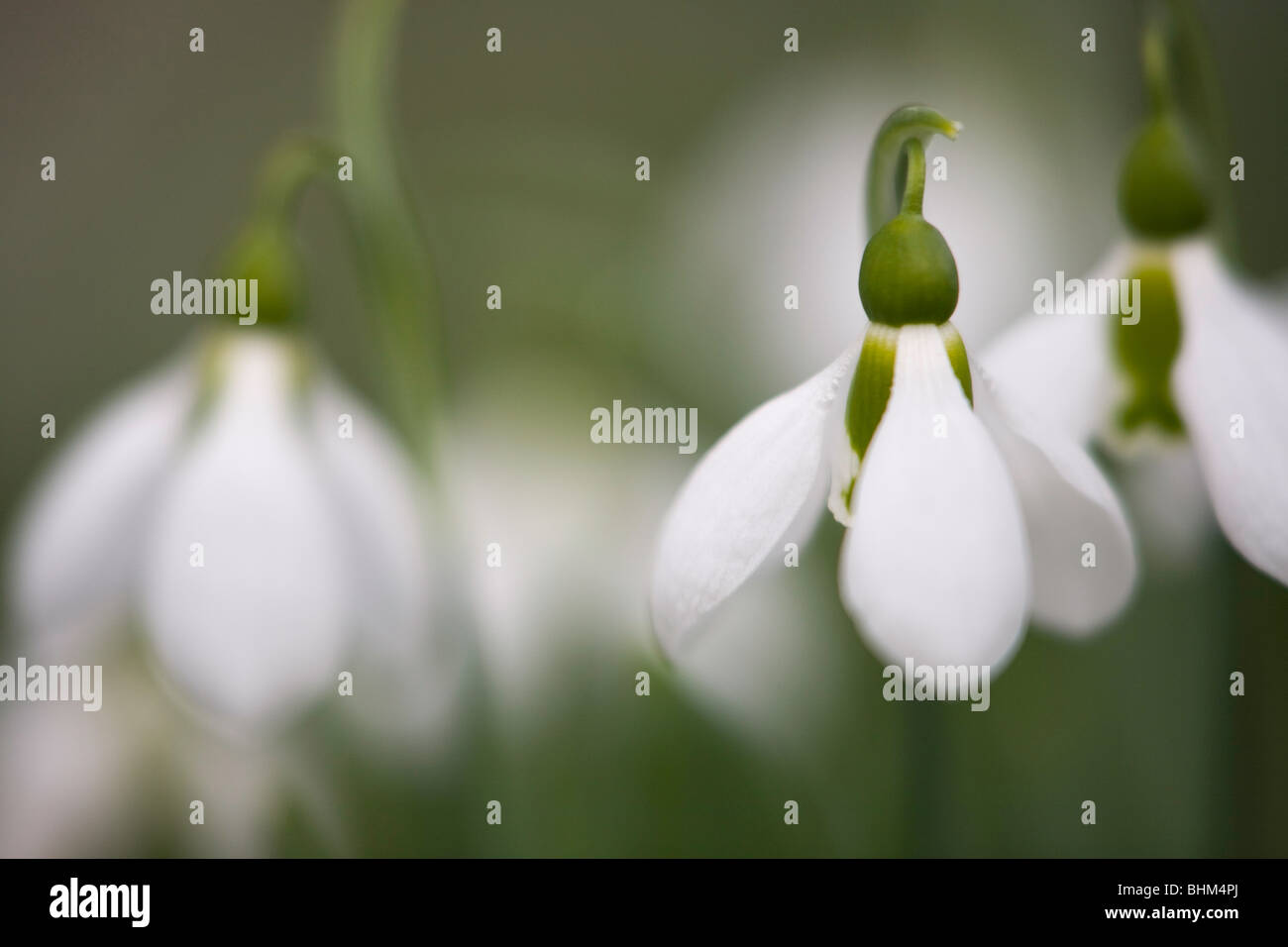 A Galanthus flower or "Snow Drop" an early spring bloom in Oregon, USA ...