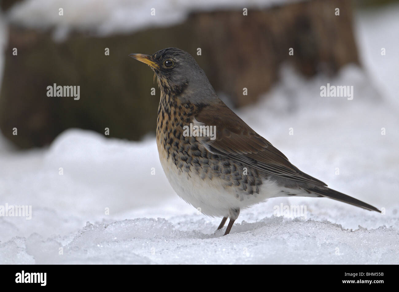 FIELDFARE turdus pilaris ON THE GROUND IN SNOW WINTER UK Stock Photo ...