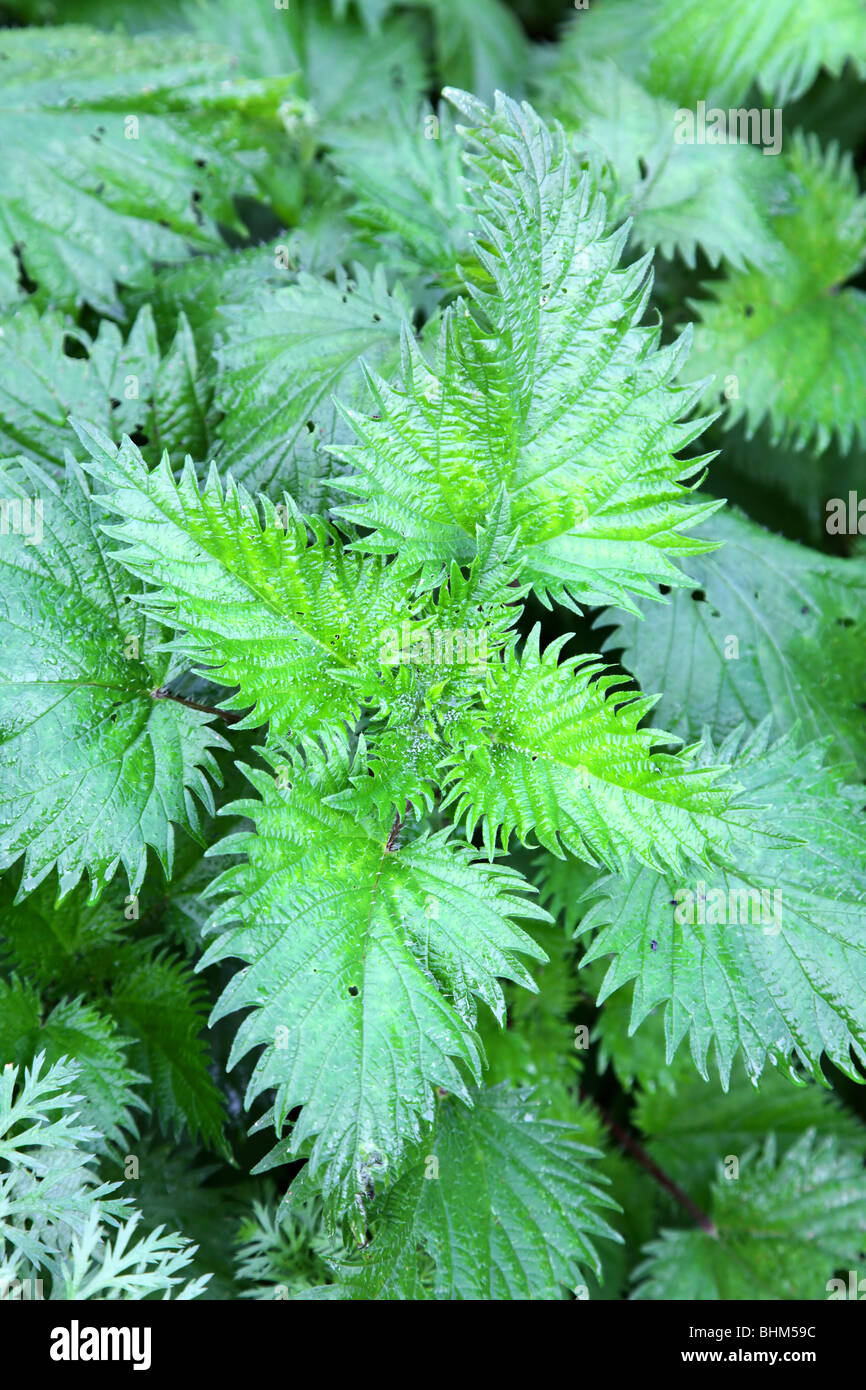 Macro of stinging nettle hi-res stock photography and images - Alamy