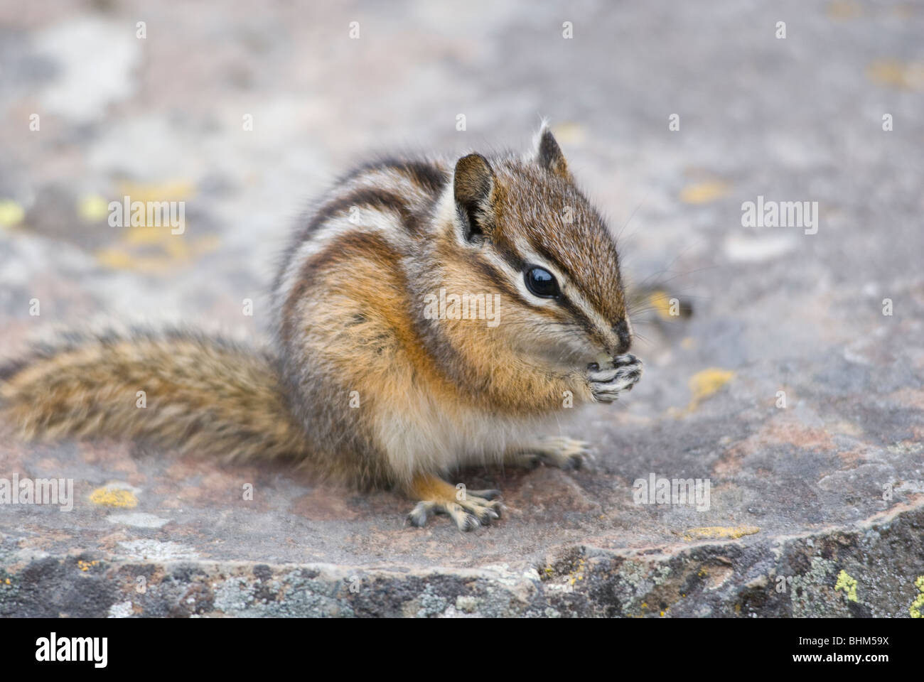 Least Chipmunk in Yellowstone National Park Stock Photo - Alamy