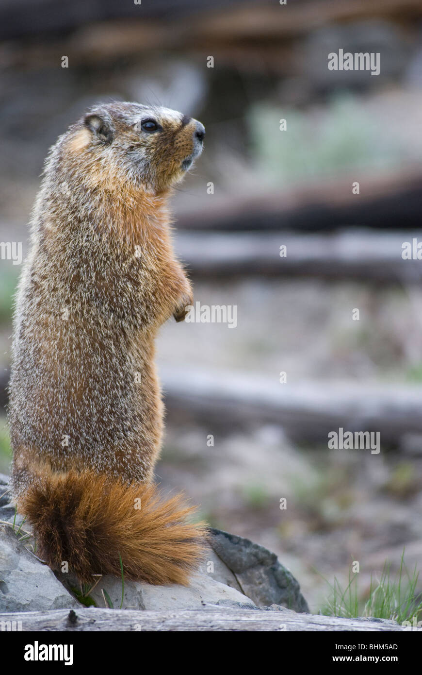 Yellow-Bellied Marmot in Yellowstone National Park Stock Photo - Alamy