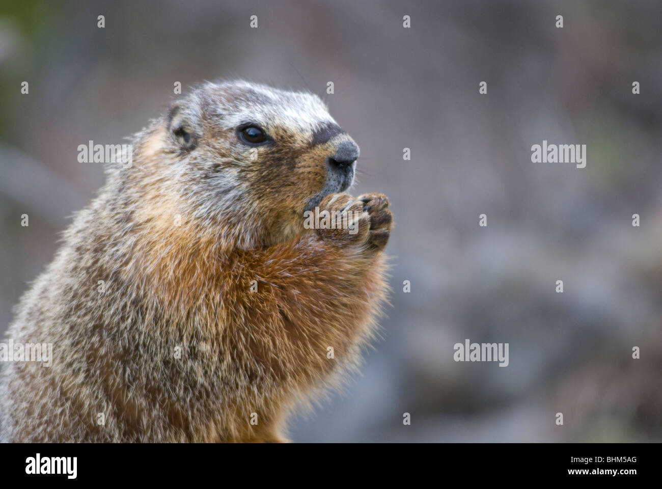Yellow-Bellied Marmot in Yellowstone National Park Stock Photo - Alamy