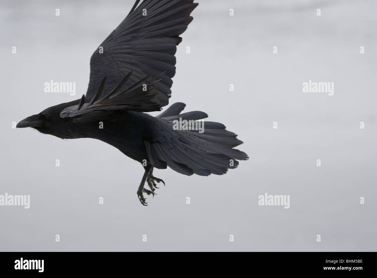 Yellowstone wolf elk hi-res stock photography and images - Alamy