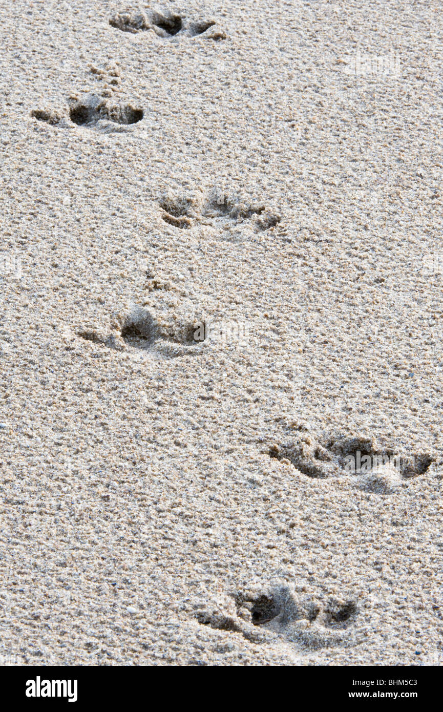 Tapir track sandy shore of the Essequibo River Iwokrama Rainforest ...