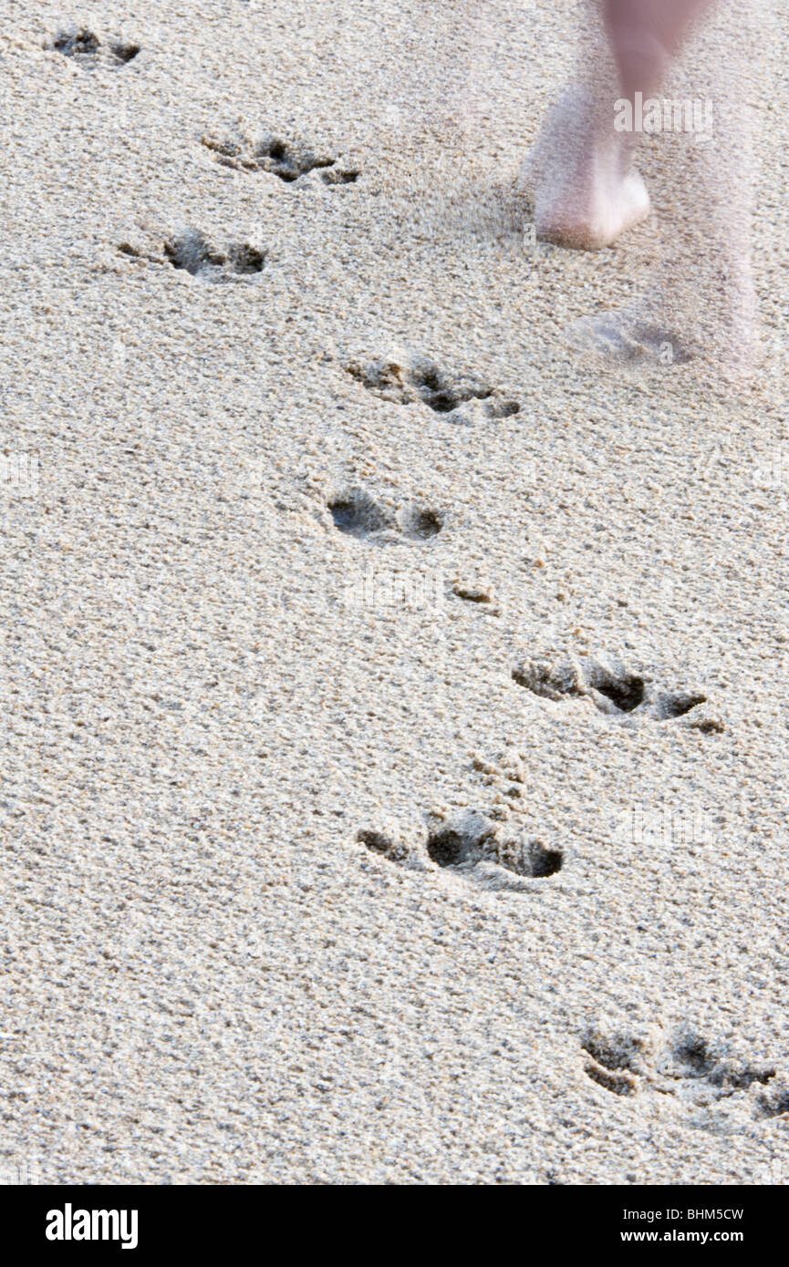 Tapir's track in sand with man walking along, shore of the Essequibo ...