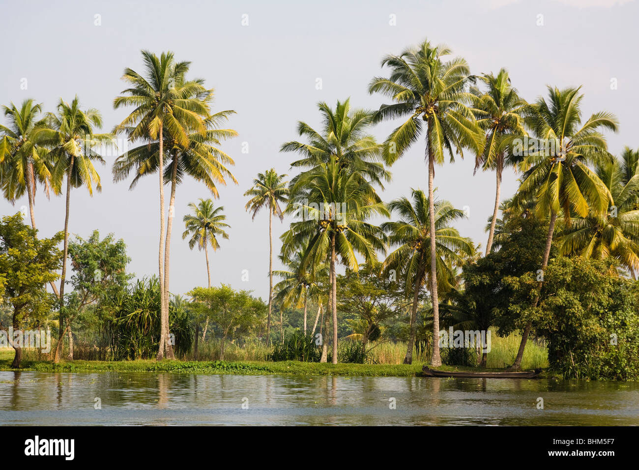 Palm trees growing beside the river, Kuttanad Backwaters, near ...