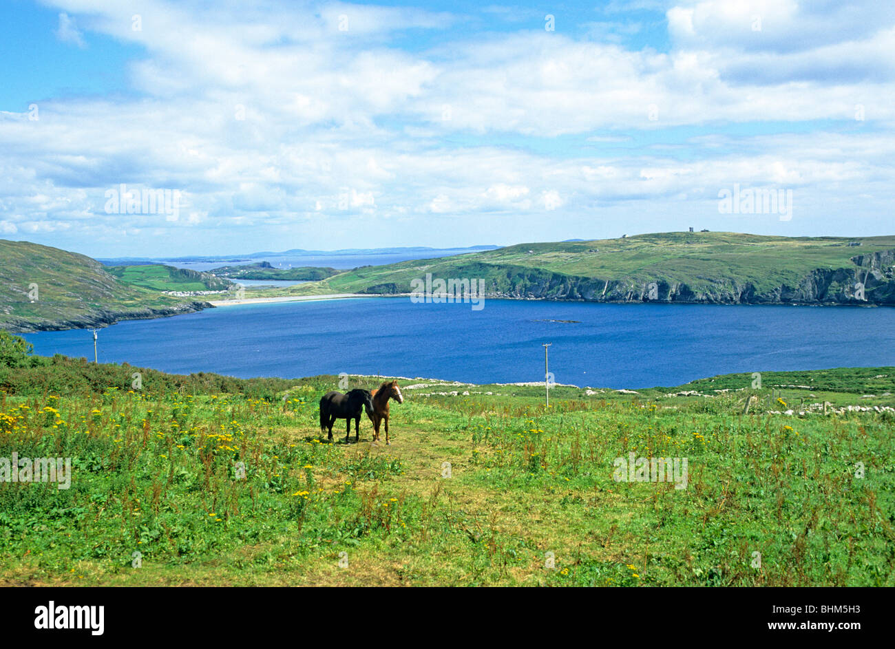 Bay horse ireland hi-res stock photography and images - Alamy